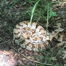 Jimmy Christie, Levi Kaczka - Palmetto Trail: Swamp Fox Passage (SC ...