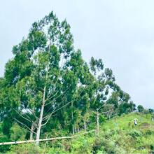 Mt. Dinor (Philippines) | Fastest Known Time