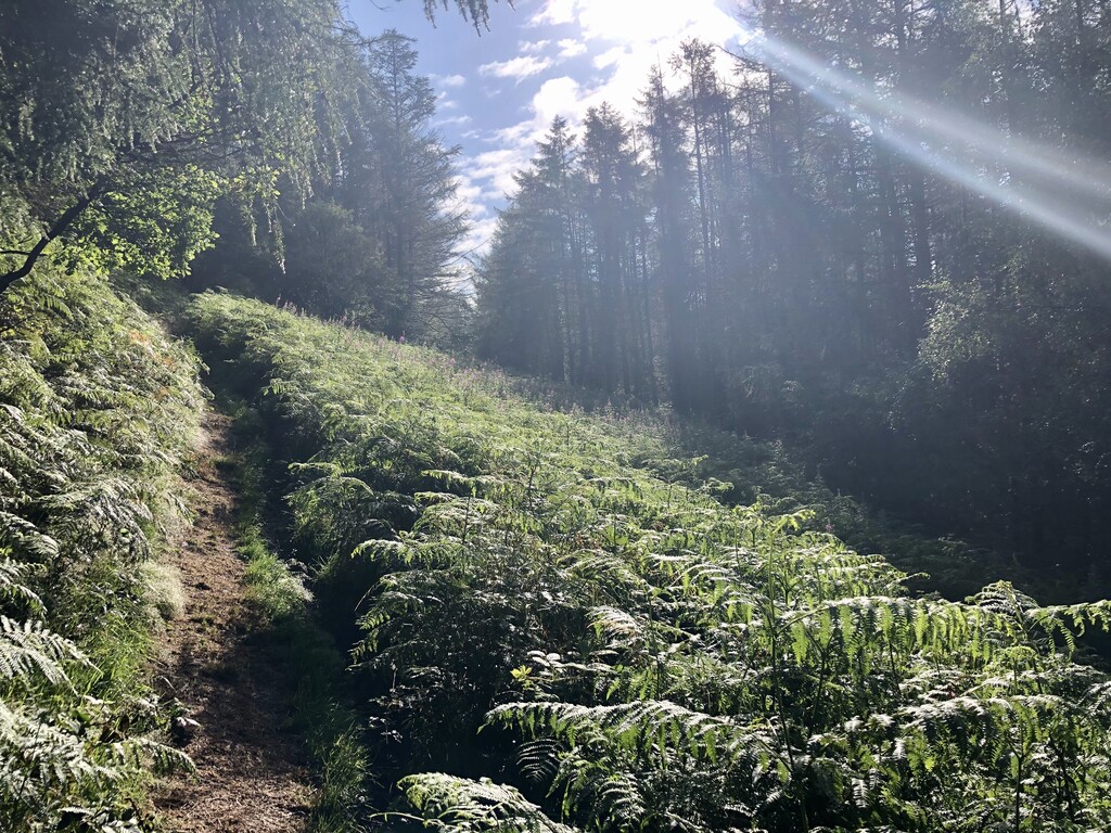David Jasper - Rhymney Valley Ridgeway (Wales, UK) - 2020-07-19 ...