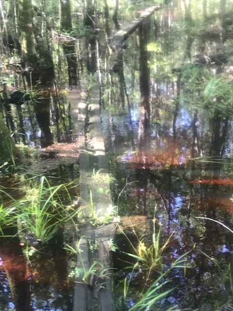 Kevin McCabe - Palmetto Trail: Swamp Fox Passage (SC) - 2021-08-20 ...