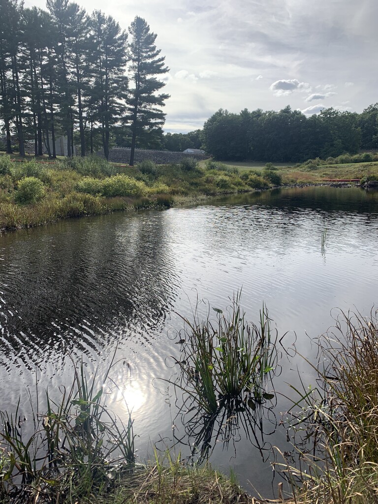 Brenda Fortin - Rutland State Park and Barre Falls Loop (MA) - 2020-09 ...