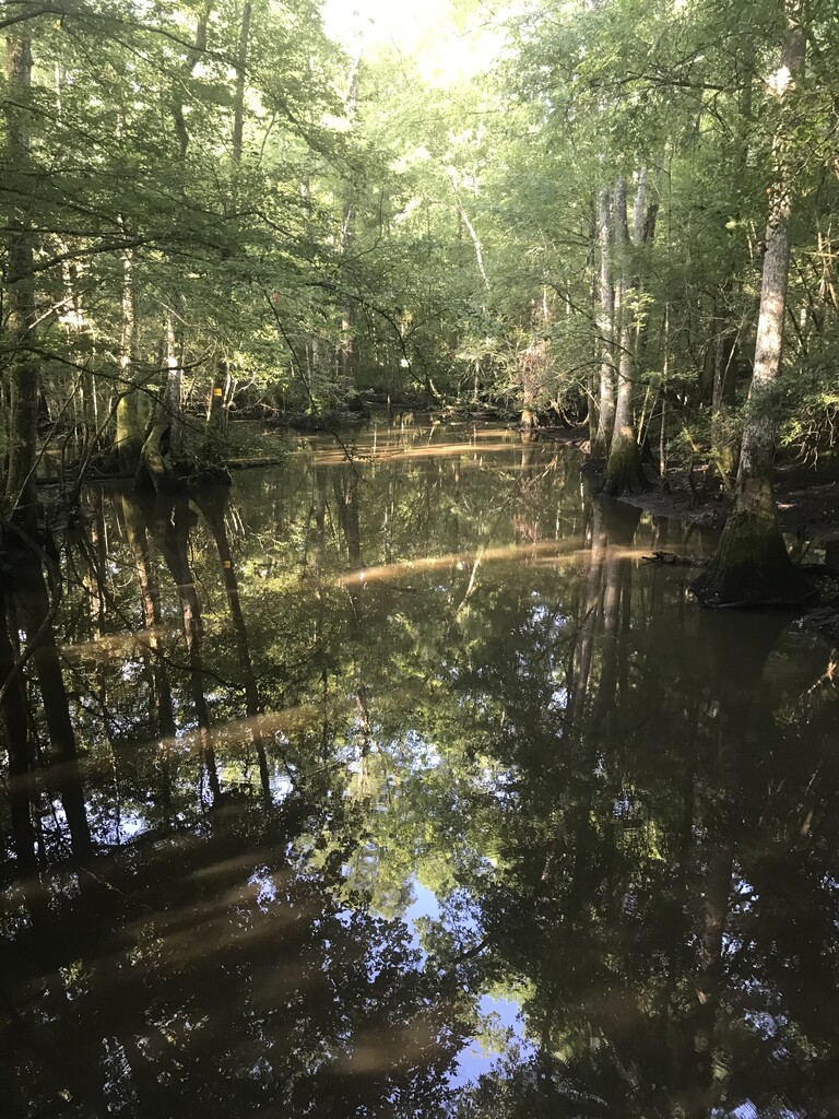 Palmetto Trail: Swamp Fox Passage (SC) | Fastest Known Time