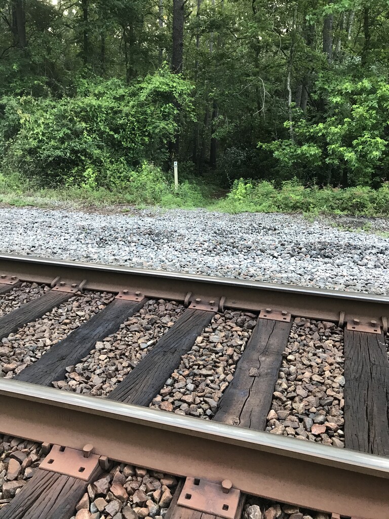 Palmetto Trail: Swamp Fox Passage (SC) | Fastest Known Time