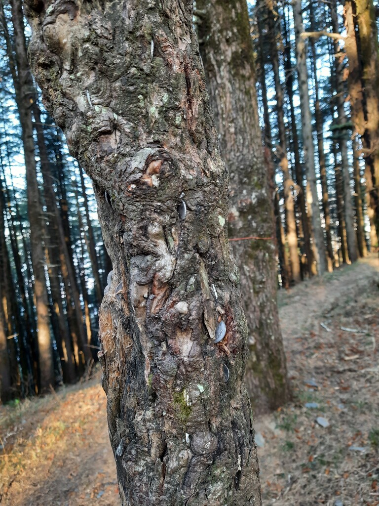 Devalsari Parikrama (India) | Fastest Known Time